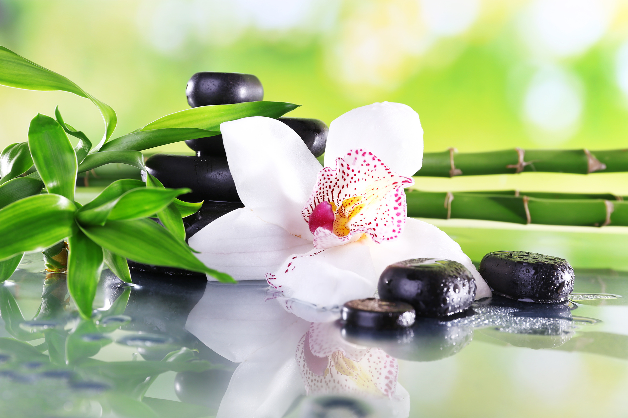How To Get An Orchid To Rebloom Tips For Orchid Care