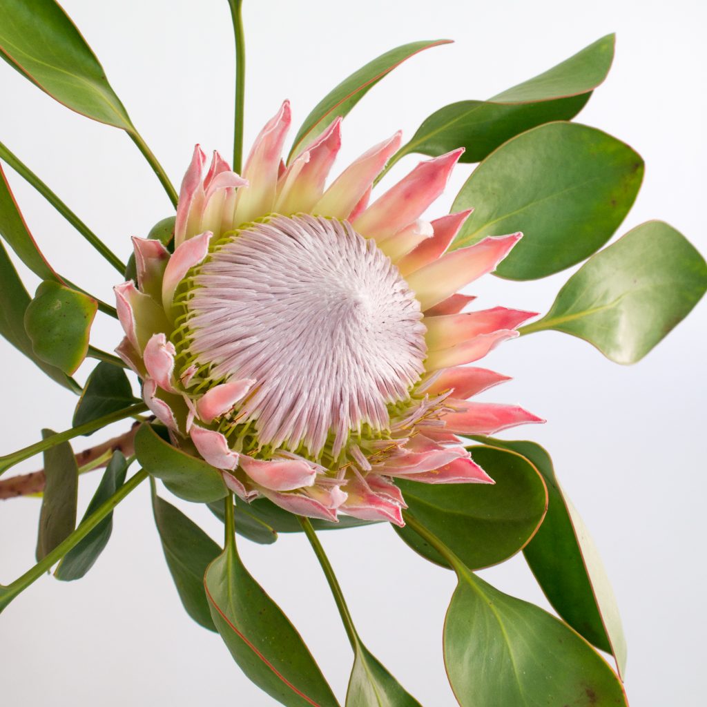 King Protea Stems – one dozen - With Our Aloha